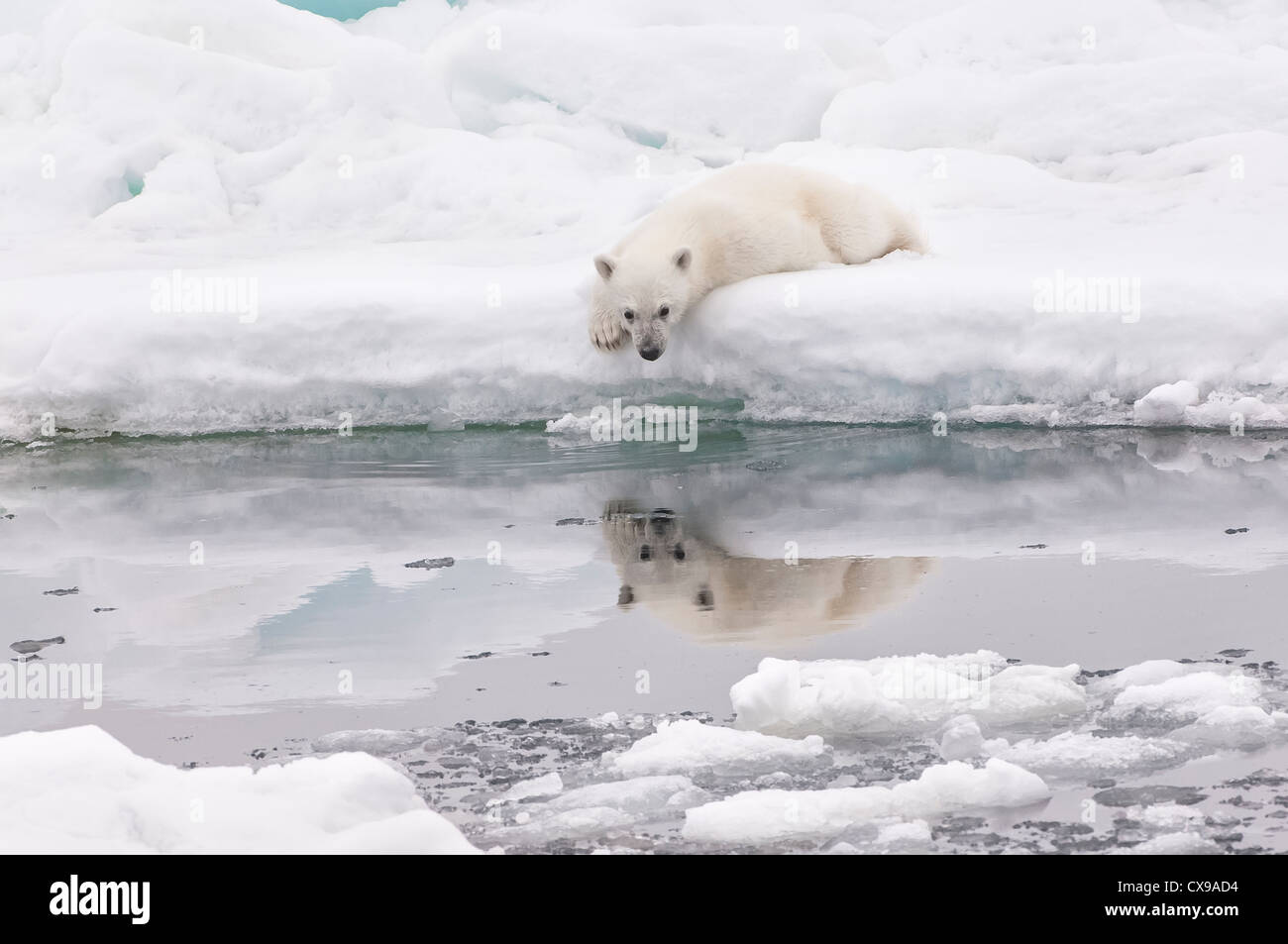 Polar bear with cub in water hi-res stock photography and images - Alamy