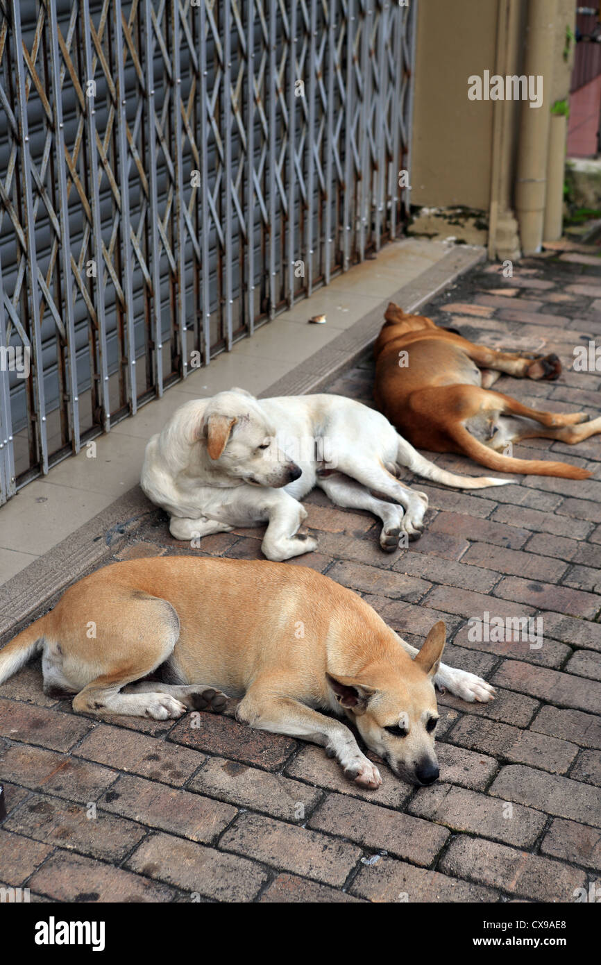 Pack of stray dogs hi-res stock photography and images - Alamy
