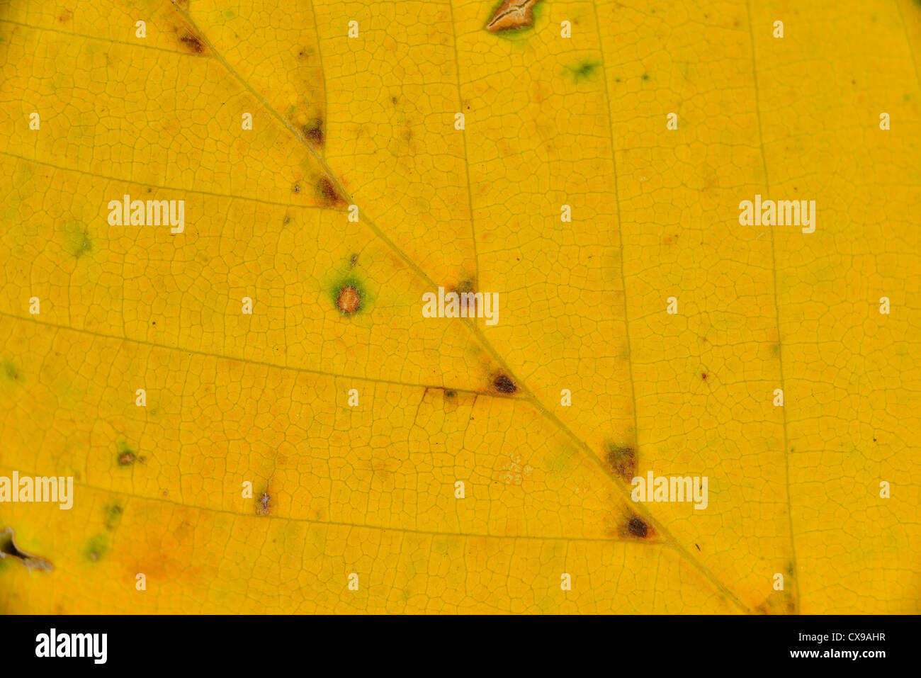 Closeup of yellow leaf Stock Photo - Alamy