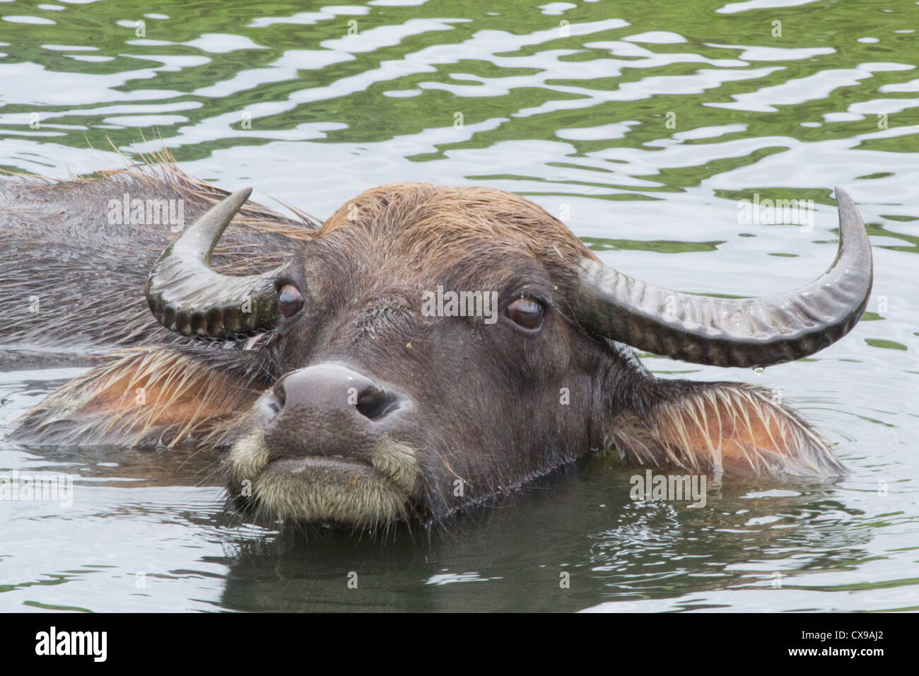 Buffalo swim hi-res stock photography and images - Alamy