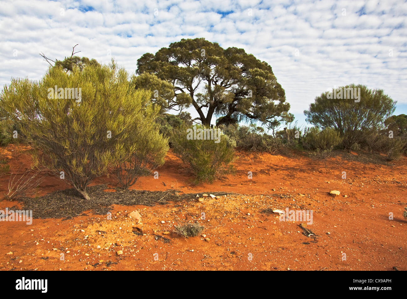 the red center in the australian outback Stock Photo - Alamy