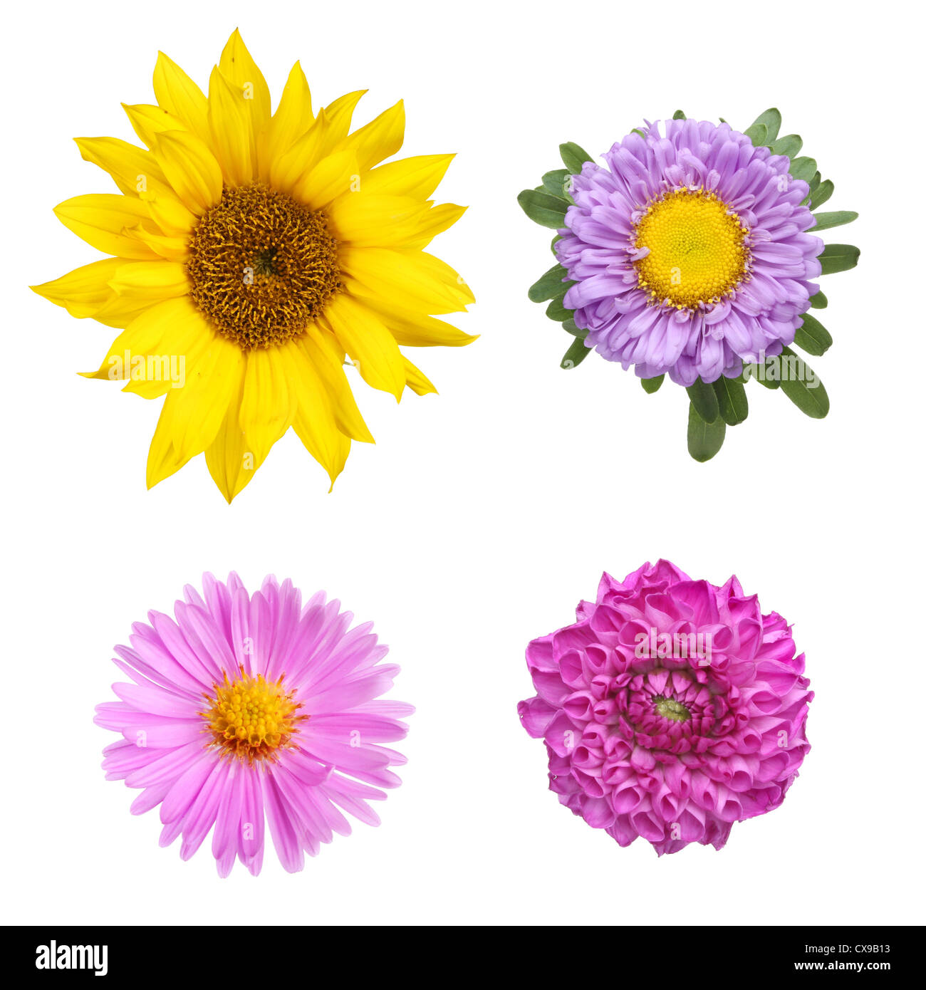 Selection of isolated rosette style flower heads Stock Photo - Alamy