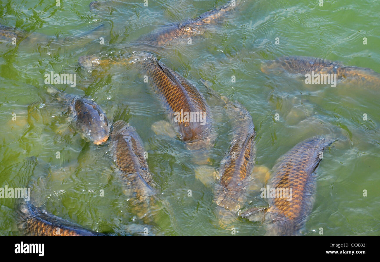 Common carp cyprinus carpio hi-res stock photography and images - Alamy
