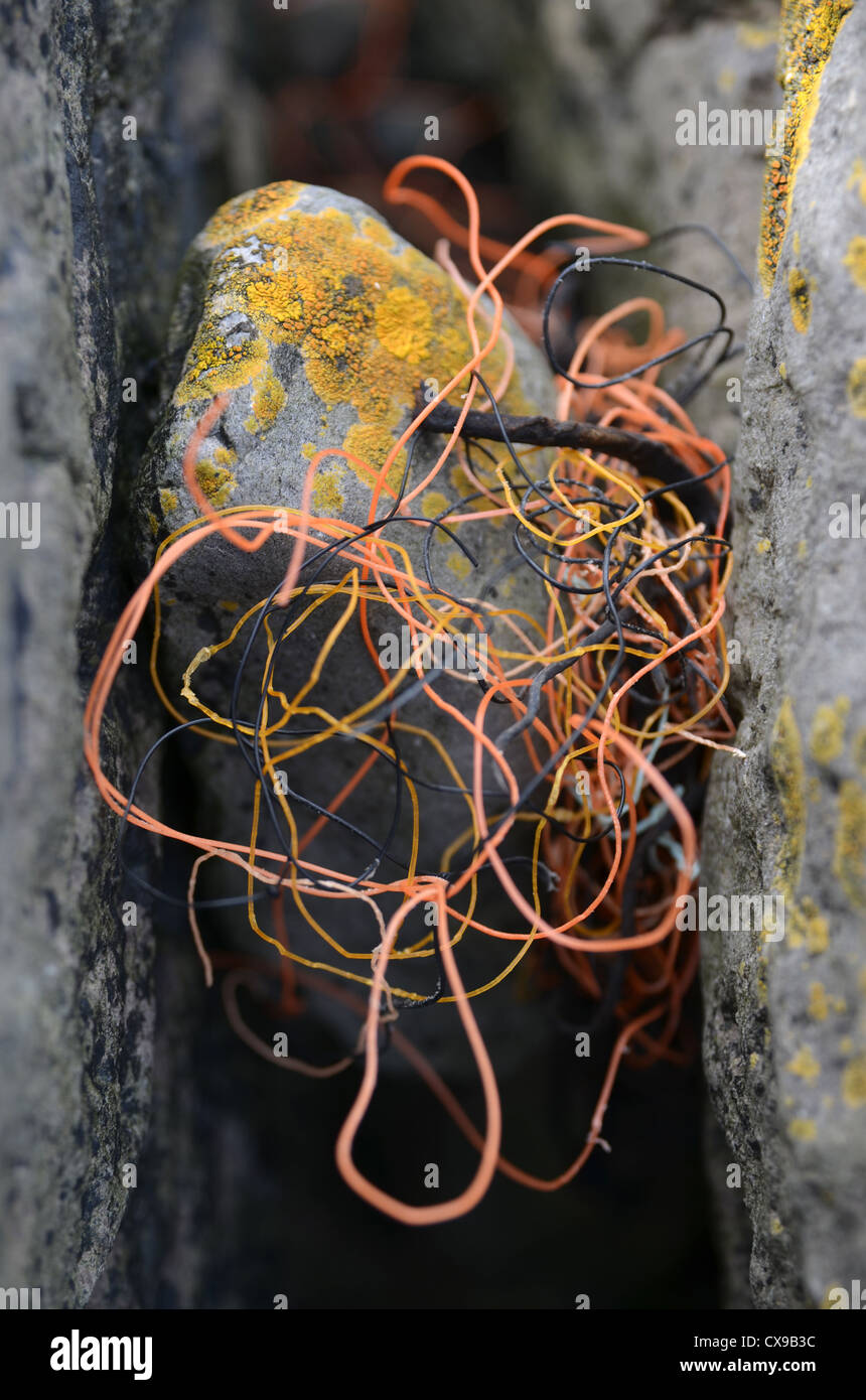 bird trap number 3125 Stock Photo - Alamy