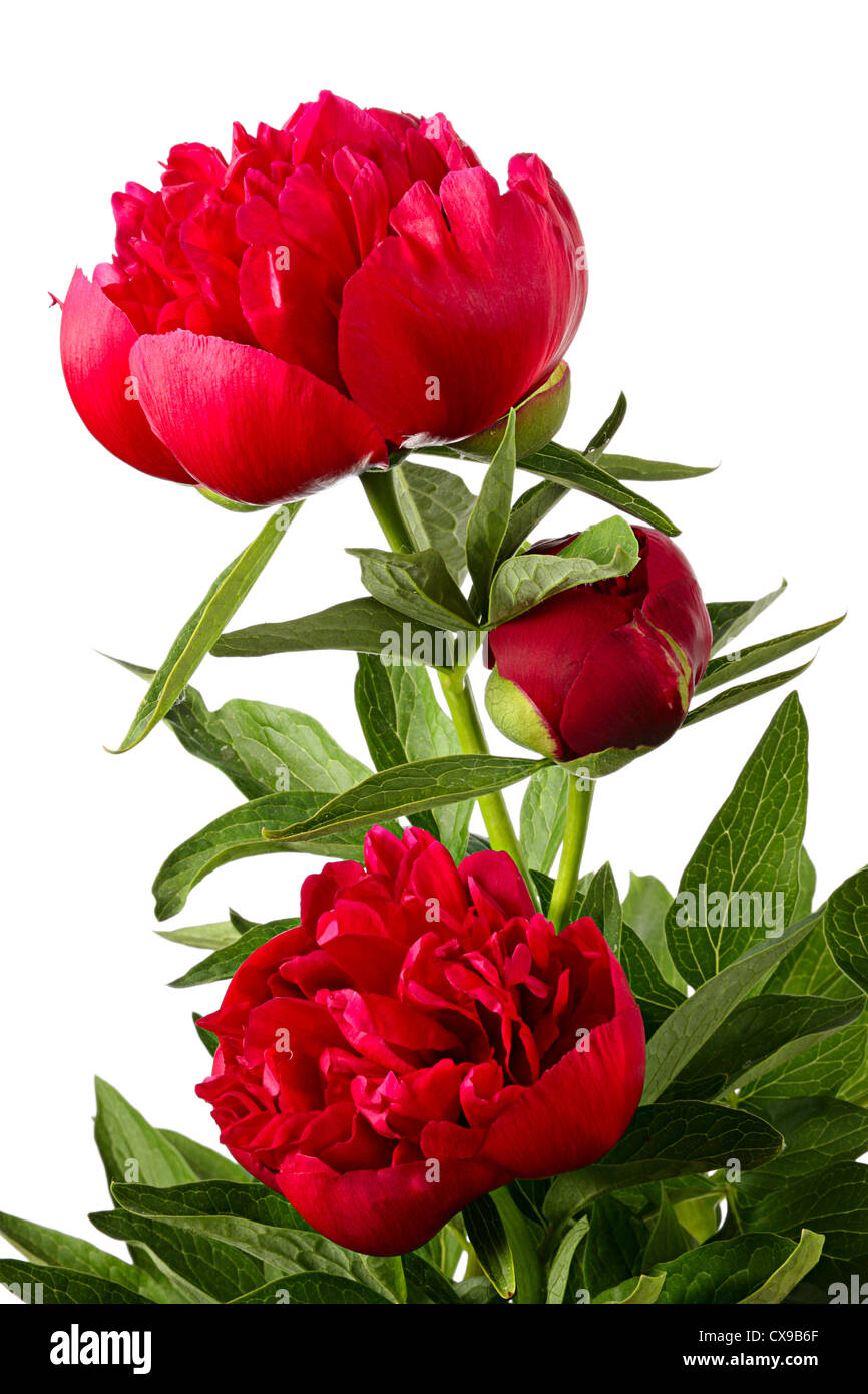 Flowers. Red piones isolated on white Stock Photo - Alamy