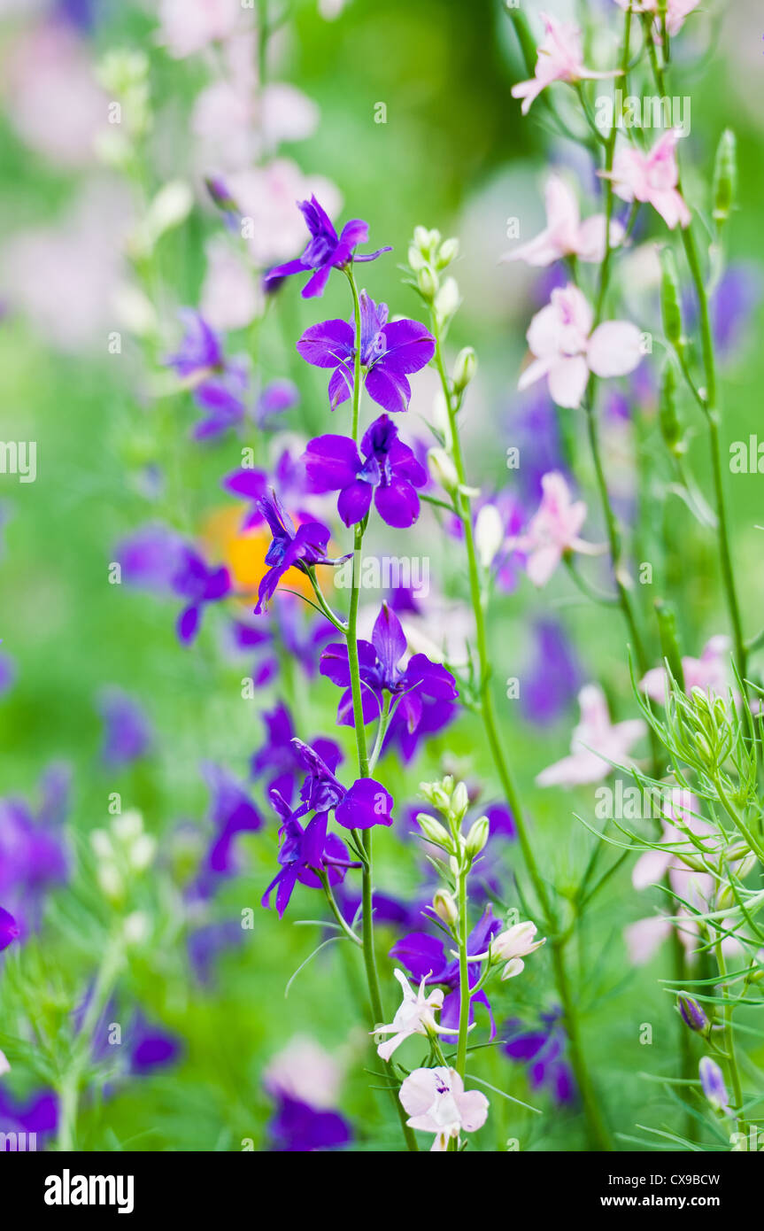 Vertical colored wild flowers hi-res stock photography and images - Alamy