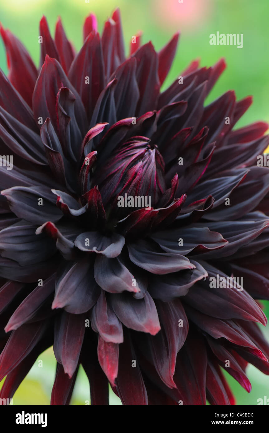 Dark red decorative cactus Dahlia growing in a Scottish park Stock ...