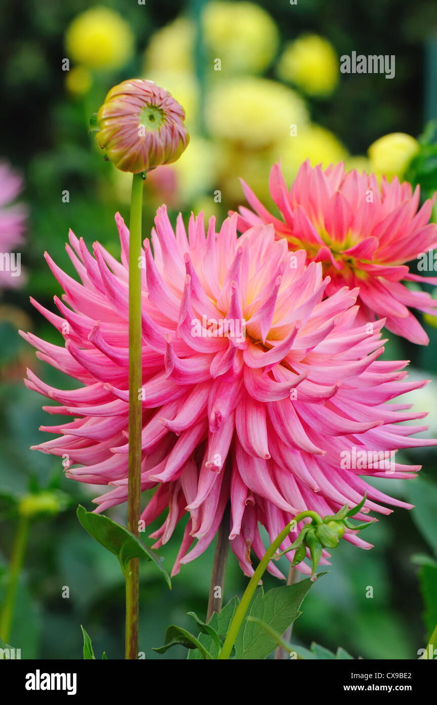 Pink cactus dahlia with yellow centre Stock Photo - Alamy