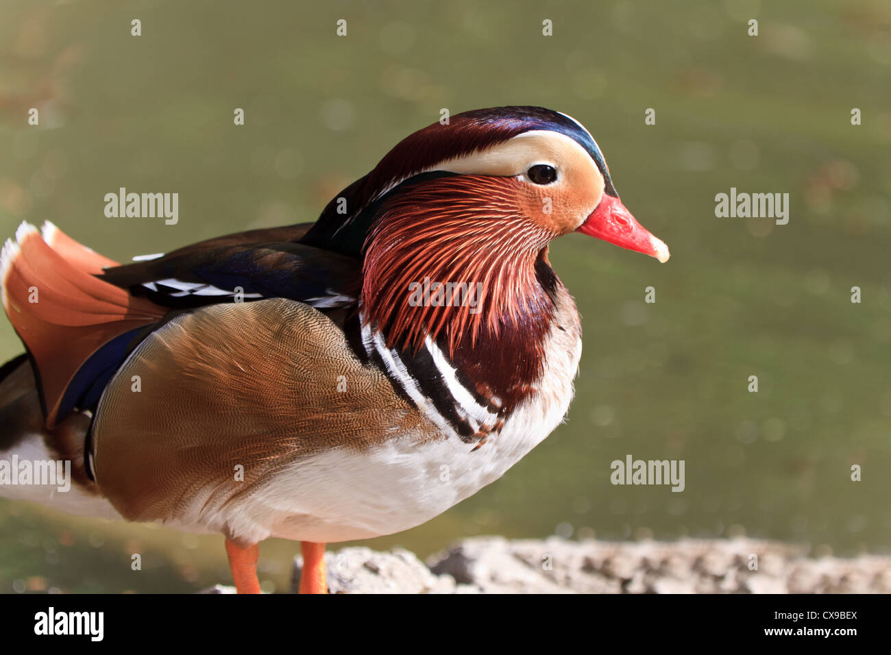 Mandarin Duck Drake Stock Photo - Alamy