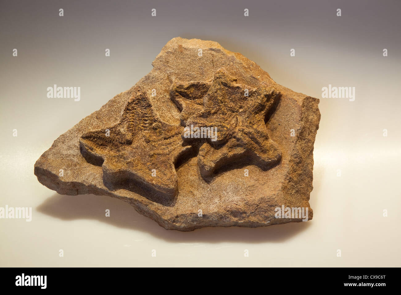 Fossils africa hi-res stock photography and images - Alamy