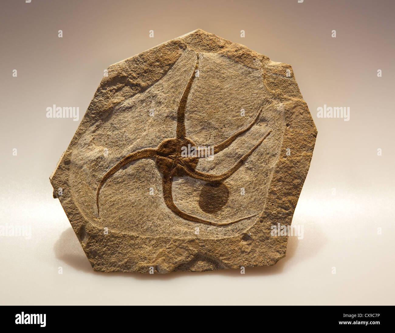 Fossil of Sea Stars Sea Stars starfish are invertebrates (echinoderms ...