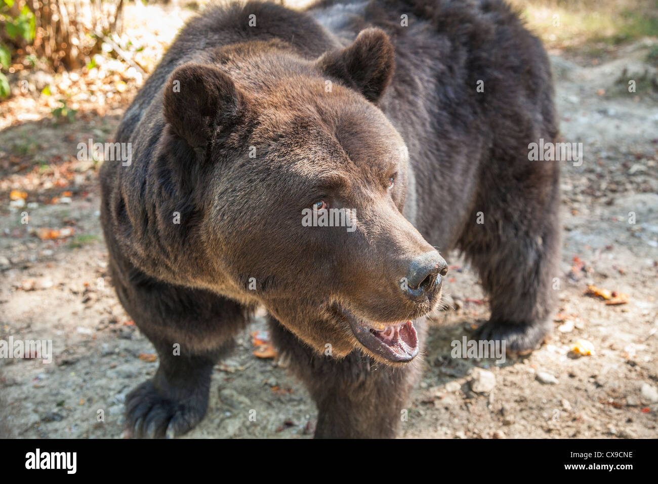 Libearty bear sanctuary hi-res stock photography and images - Alamy