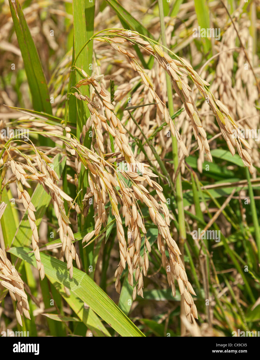 Rice grains on the stalk in a field ready to harvest, southern ...