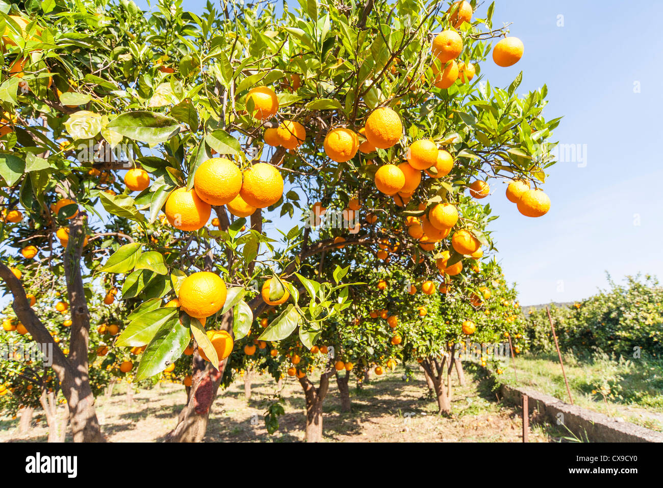 Oranges growing in an orange grove in Crete, Greek Islands Stock Photo ...
