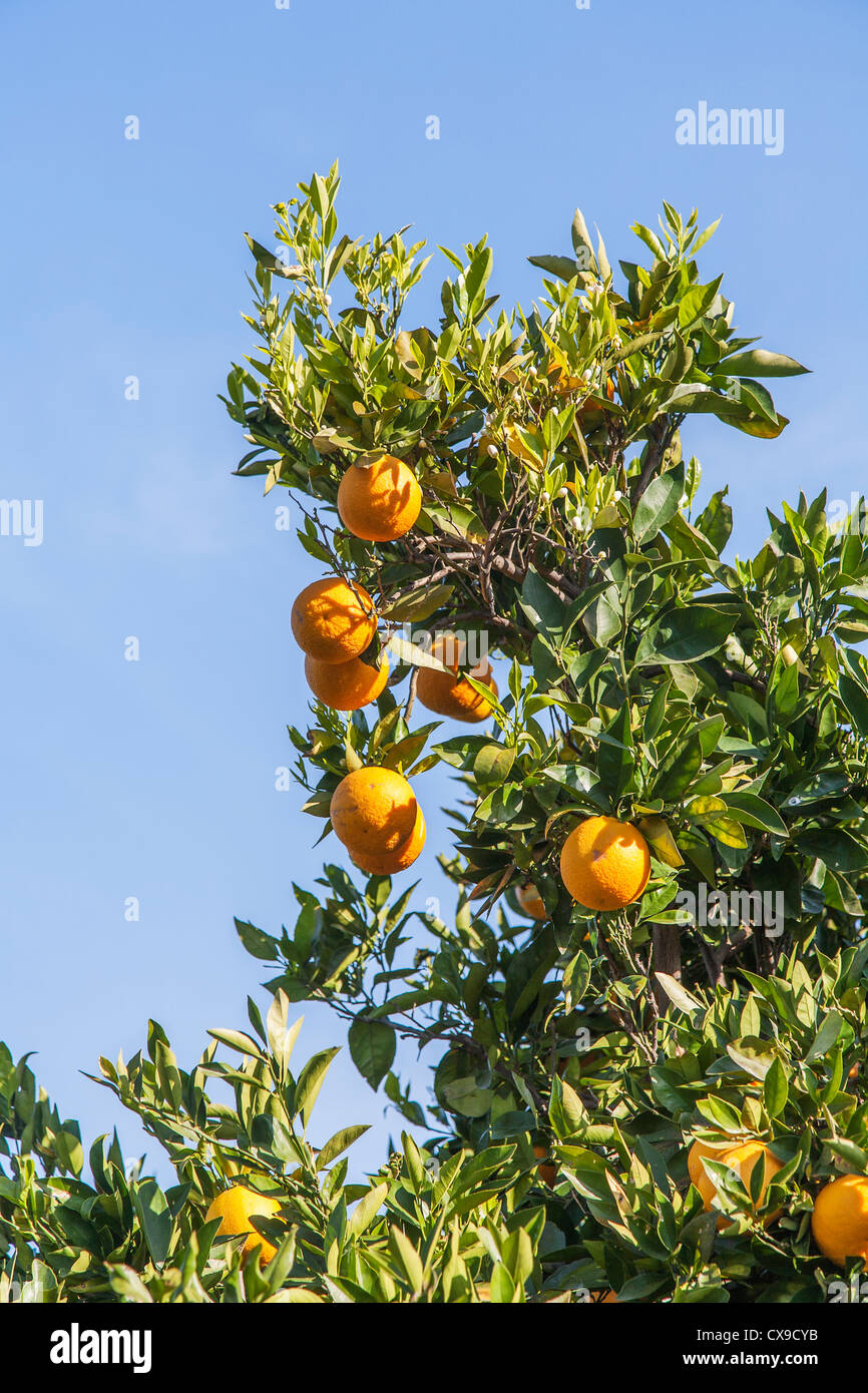 Oranges growing in an orange grove in Crete, Greek Islands Stock Photo ...