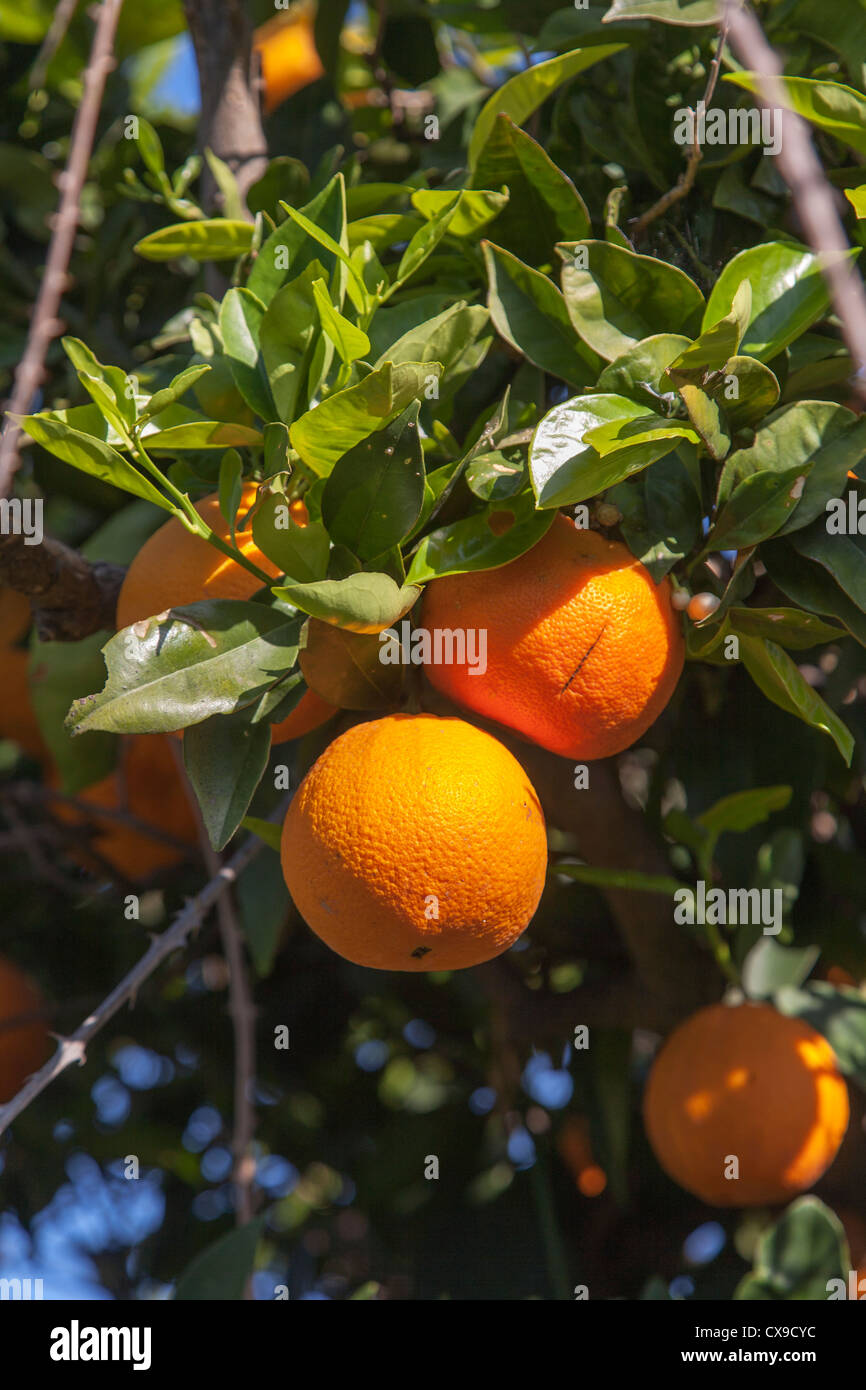 Oranges growing in an orange grove in Crete, Greek Islands Stock Photo ...