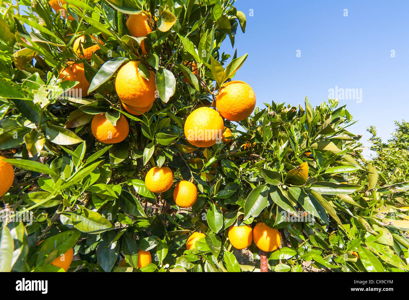 Oranges growing in an orange grove in Crete, Greek Islands Stock Photo ...