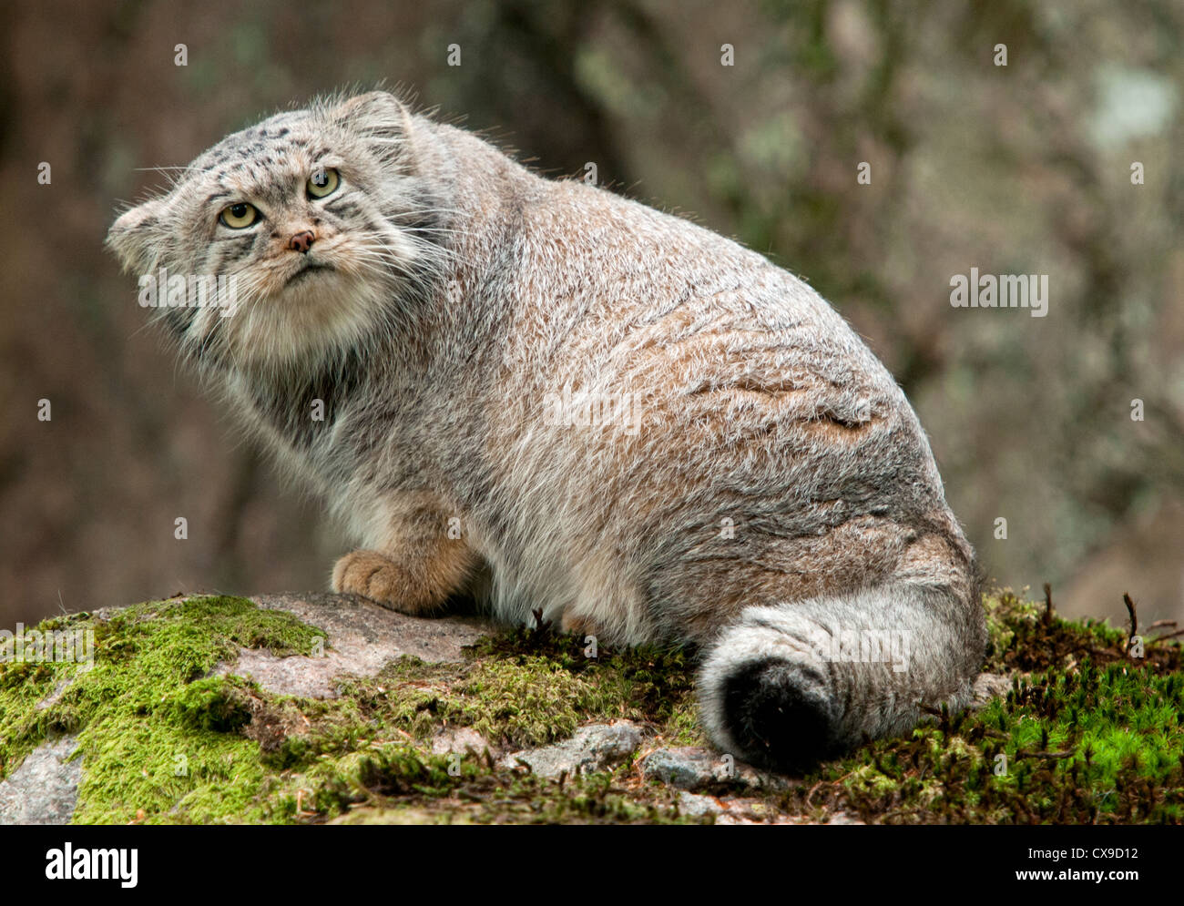 Pallas cat hi-res stock photography and images - Alamy