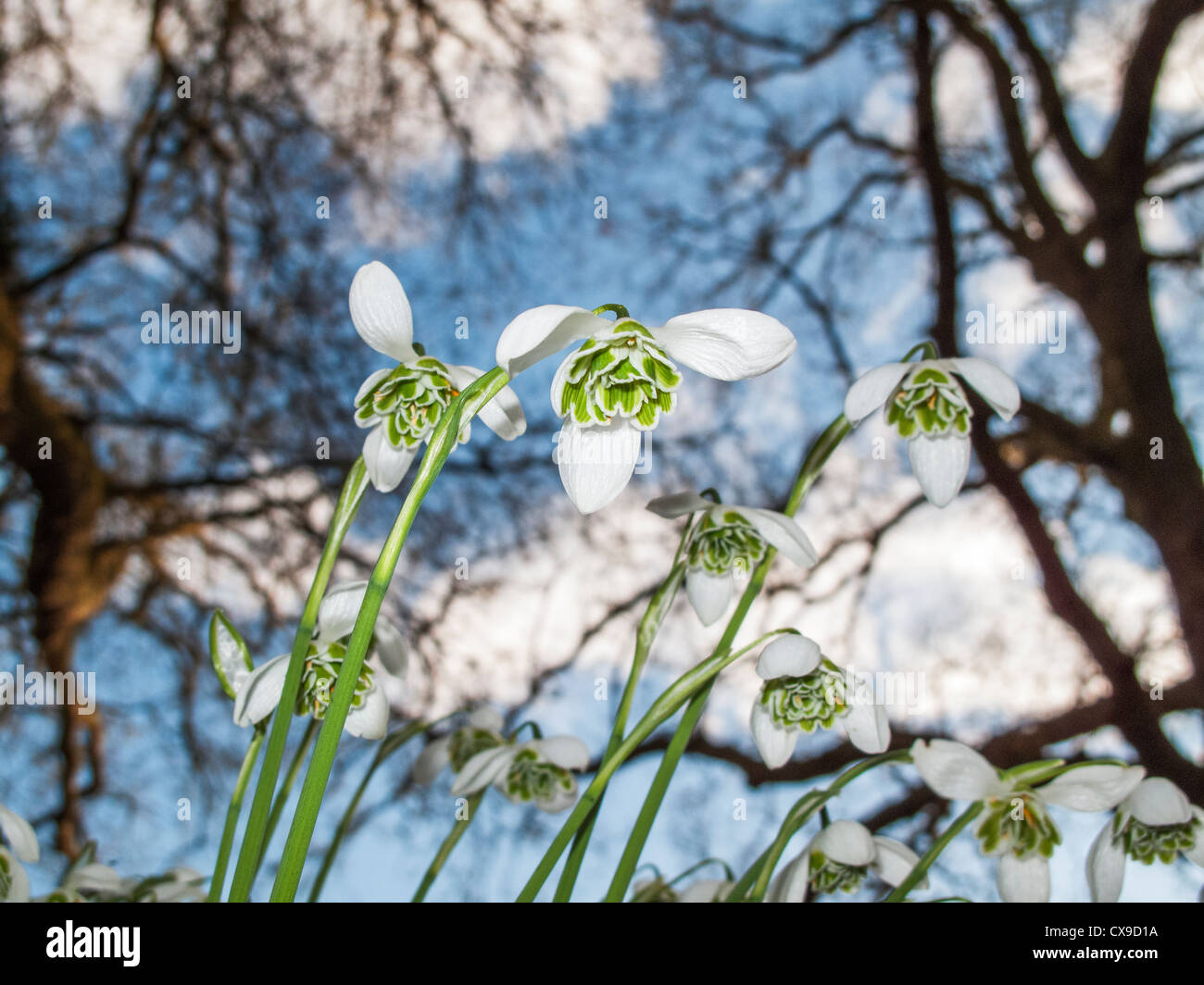 Snowdrops against a background of trees and blue sky Stock Photo - Alamy