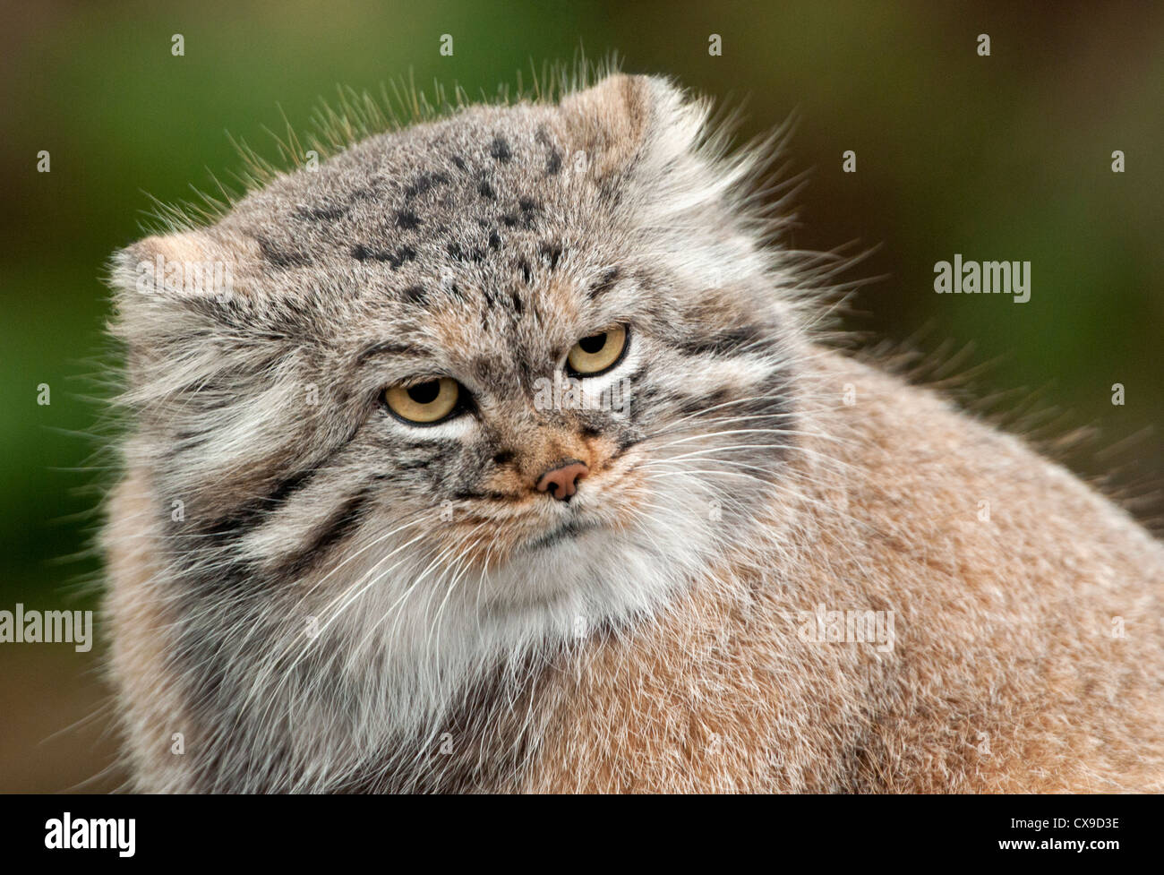 Pallas cat Stock Photo - Alamy