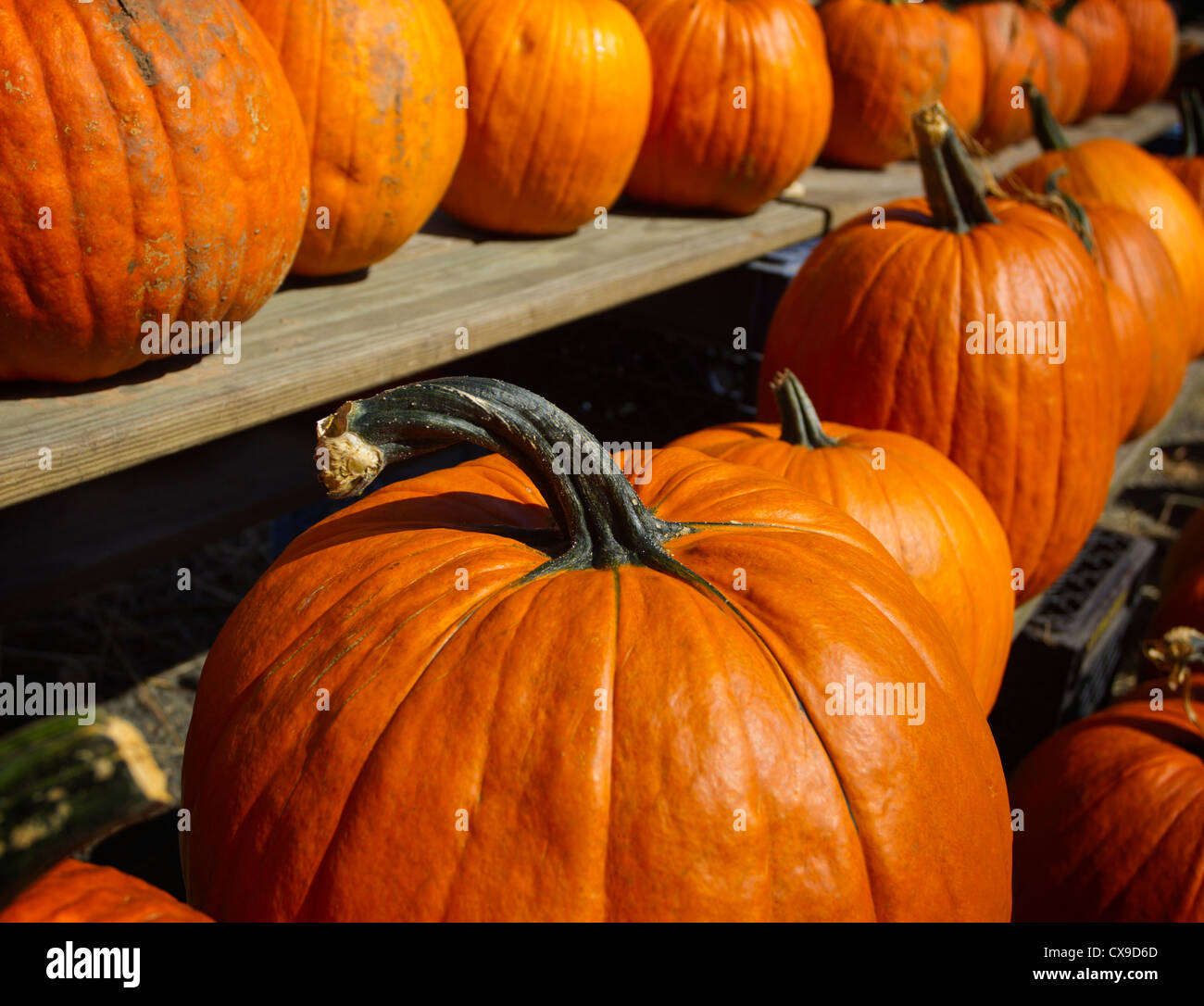 Pumpkins on display at a farm stand Stock Photo - Alamy