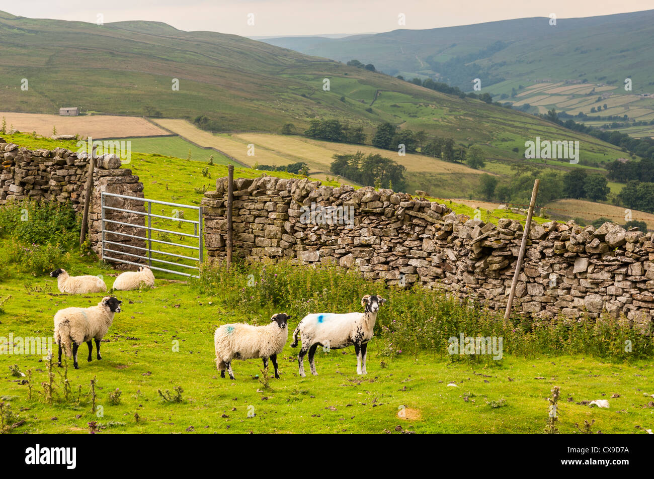 Swaledale sheep in Low Row in Swaledale , Yorkshire Dales , England ...