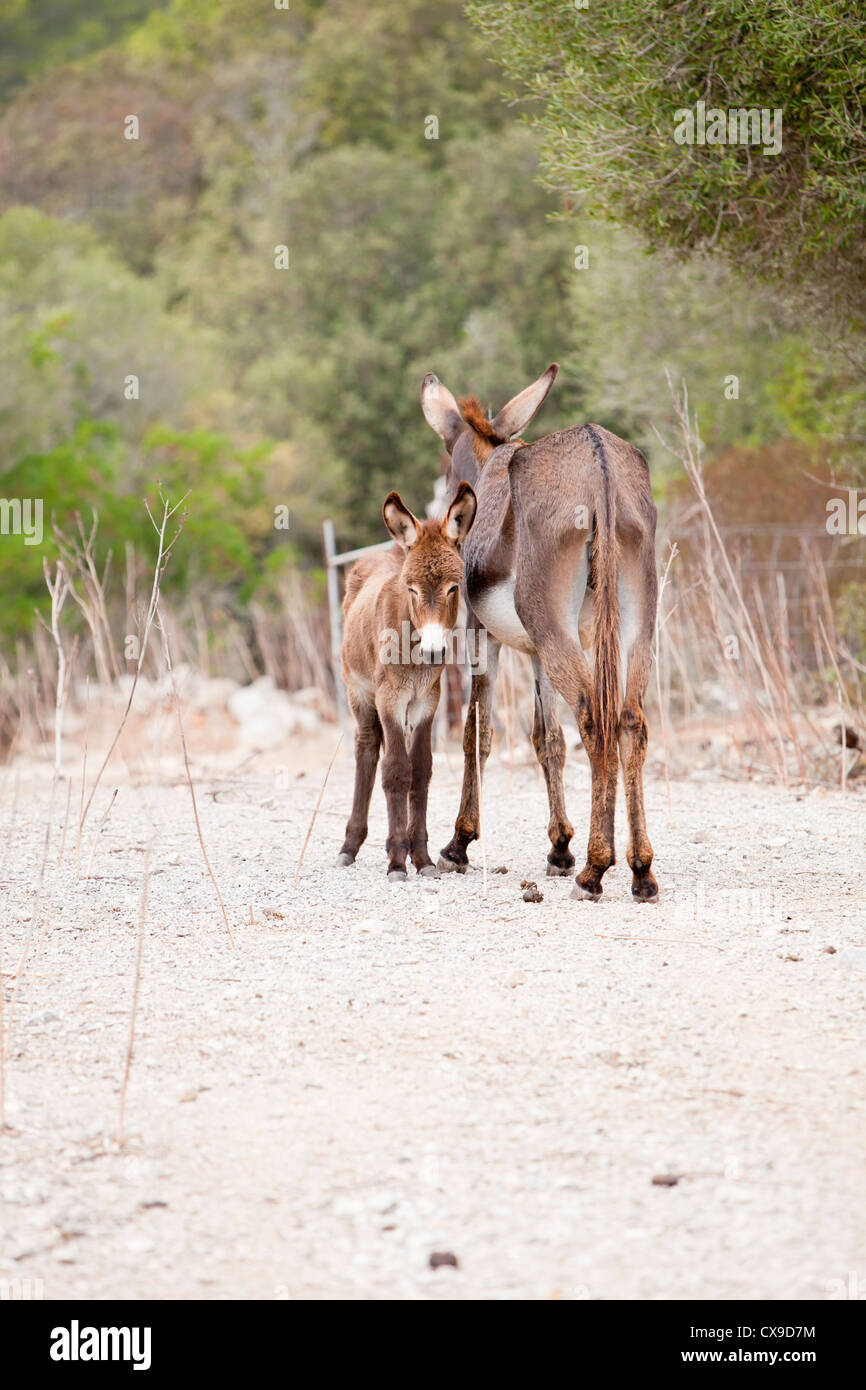 donkeys in field outdoor in summer fram background Stock Photo - Alamy