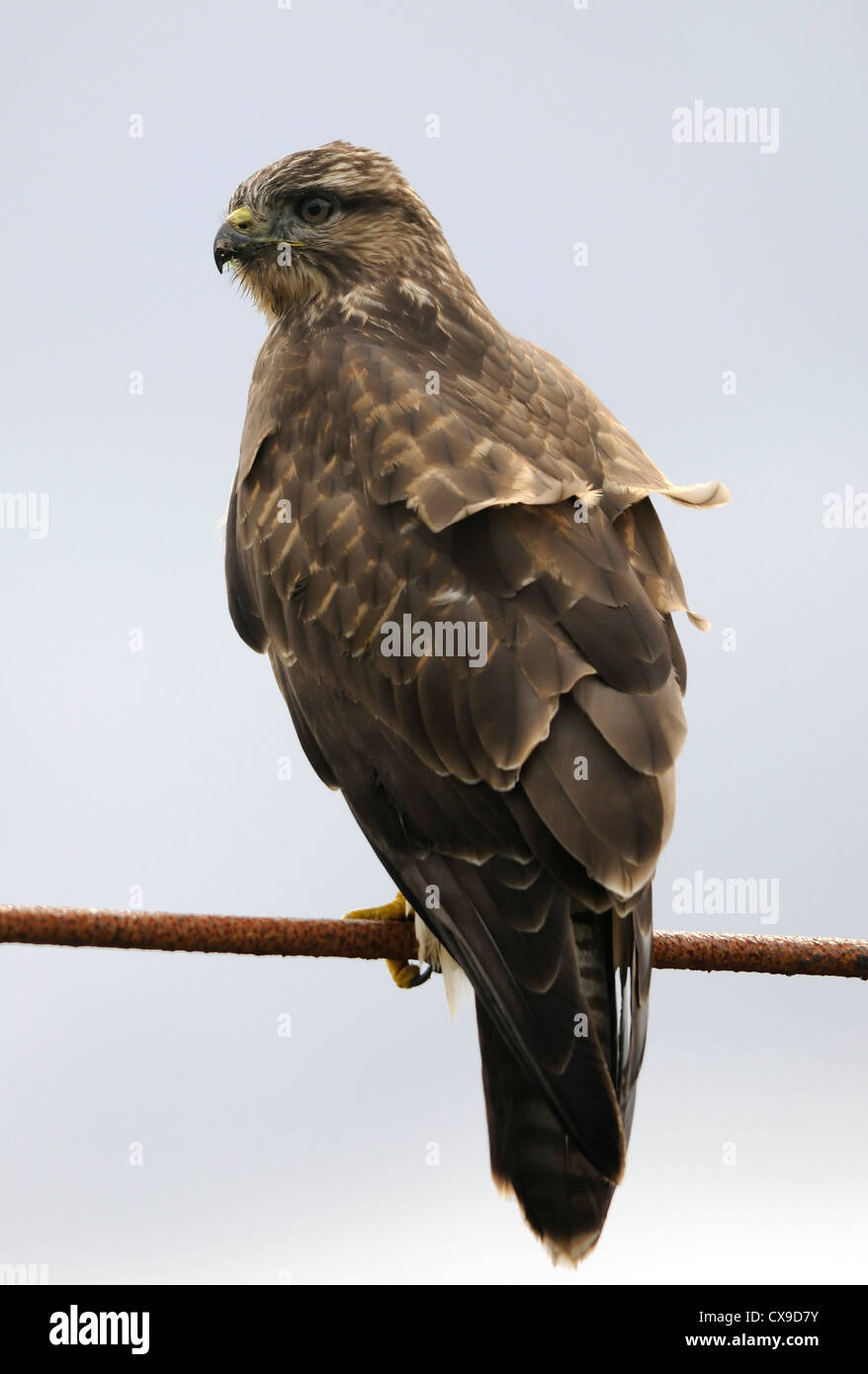 A Common Buzzard (Buteo buteo) perches on a fence rail. Lochaline ...