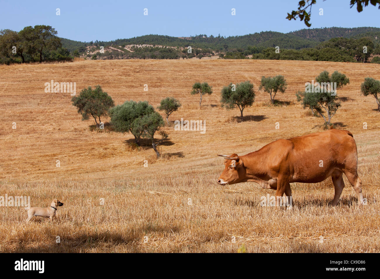 Dog cow hi-res stock photography and images - Alamy