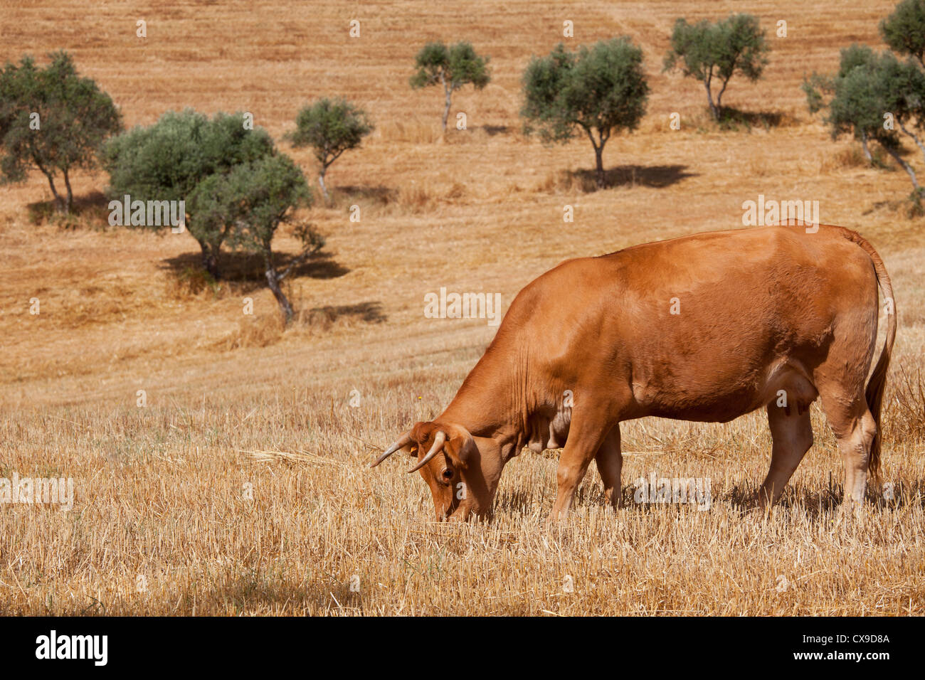 cow eating grass at the farm Stock Photo - Alamy