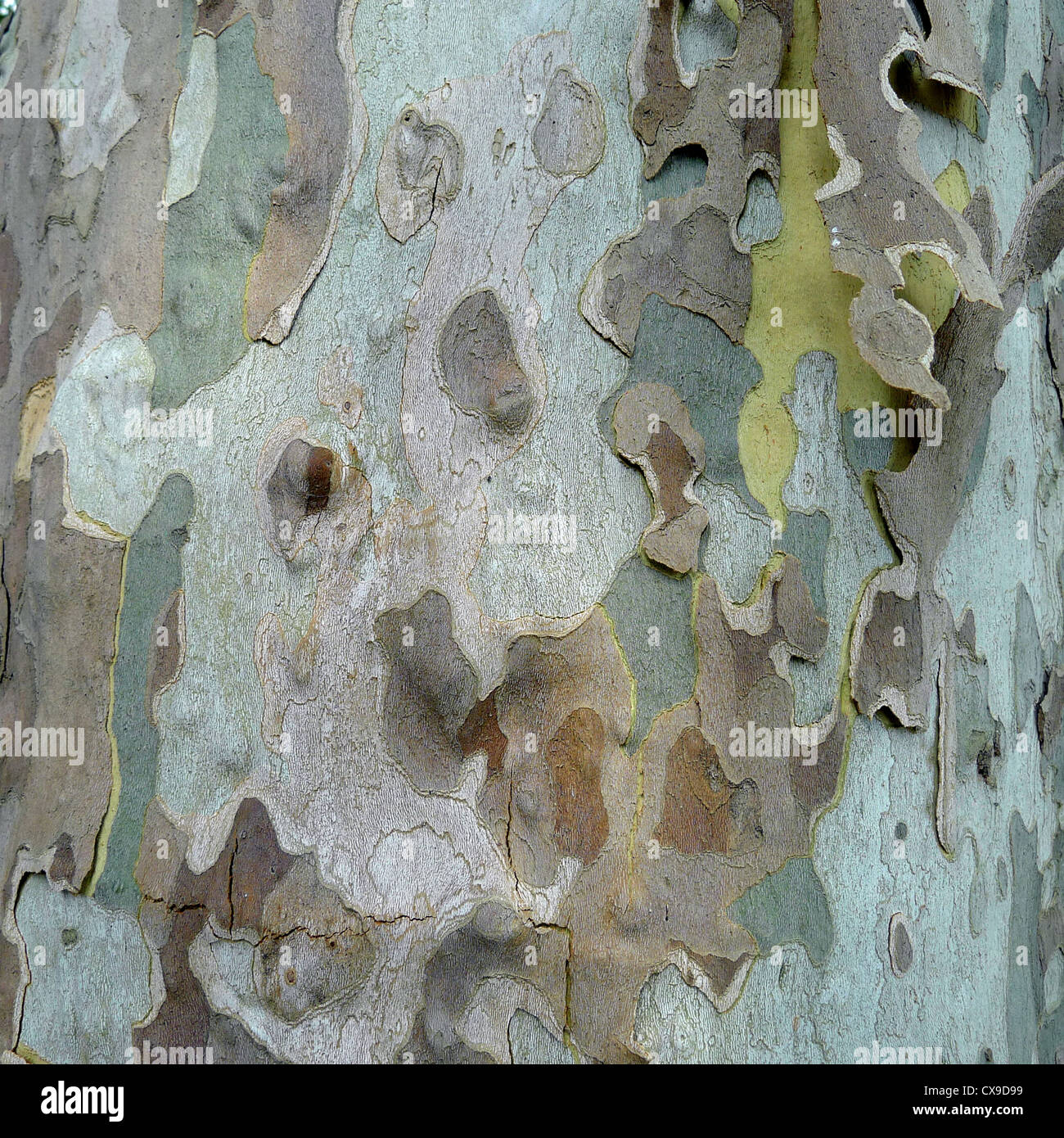Plane Tree Bark Stock Photo - Alamy
