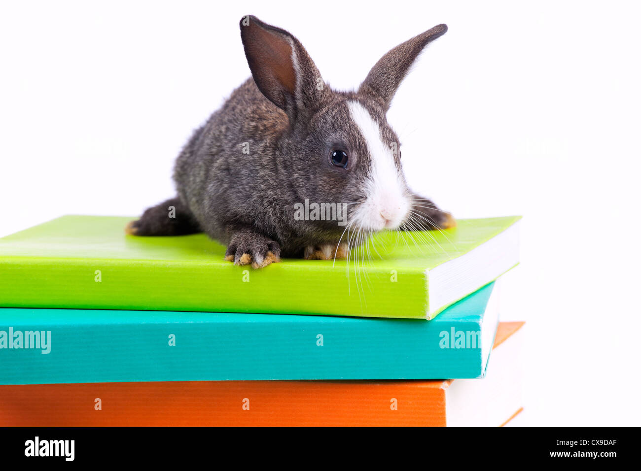 Rabbit over a stack of books (isolated on white Stock Photo - Alamy