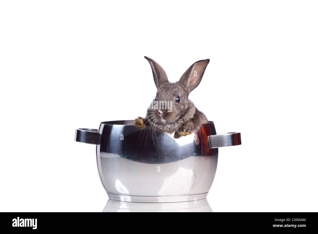 Rabbit inside a kitchen pan(isolated on white Stock Photo - Alamy