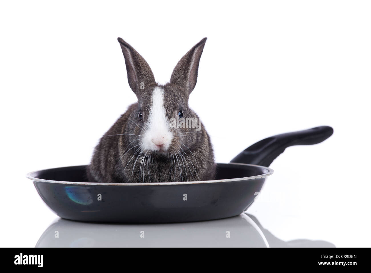 Rabbit inside a frying pan (isolated on white Stock Photo - Alamy