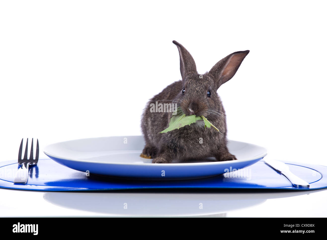 Rabbit inside a plate (isolated on white Stock Photo - Alamy