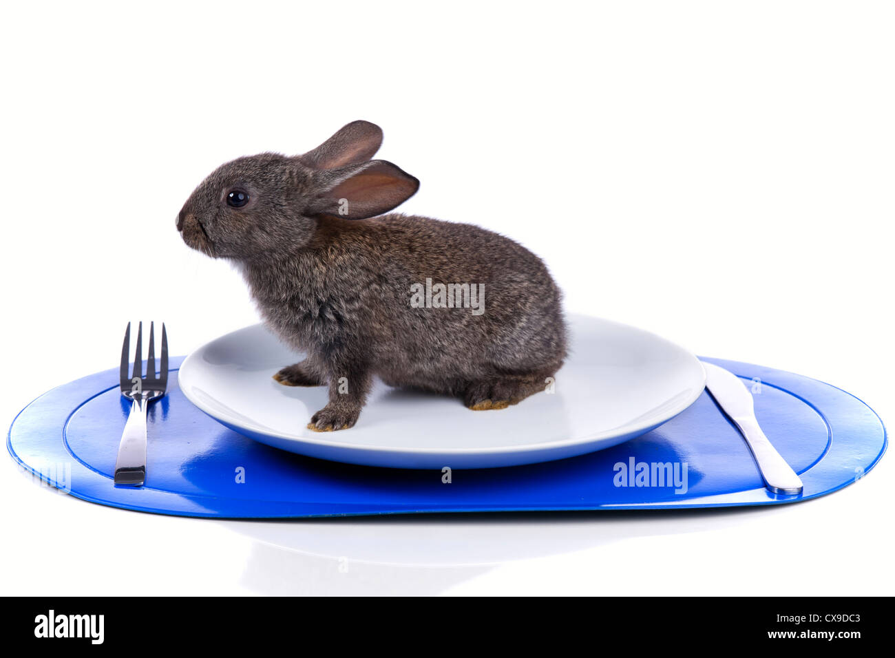 Rabbit inside a plate (isolated on white Stock Photo - Alamy