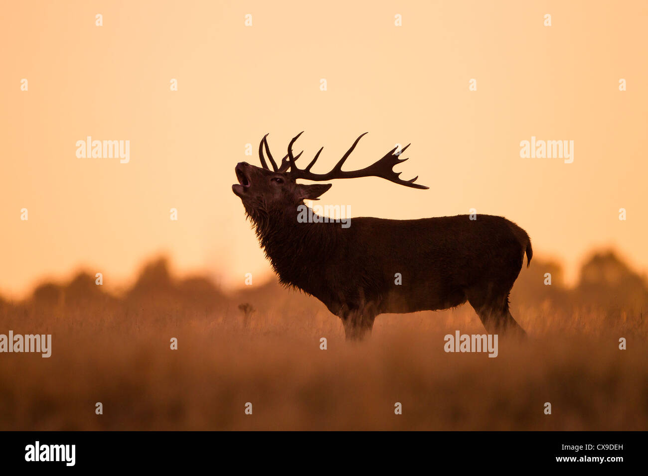 Rutting ground hi-res stock photography and images - Alamy