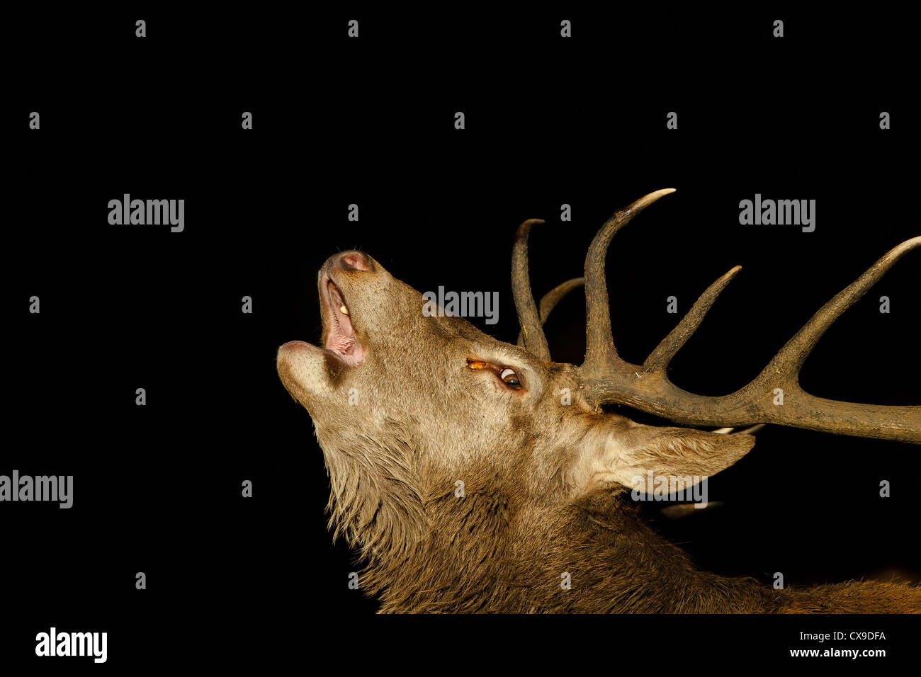 male stag bellowing at dawn in the woodlands lit by a shaft of warm ...