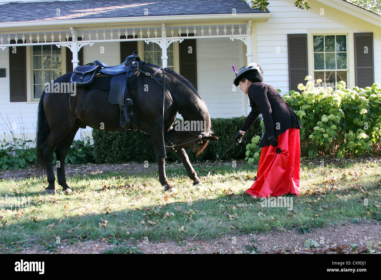 A black horse bowing and greeting a lady rider Stock Photo - Alamy