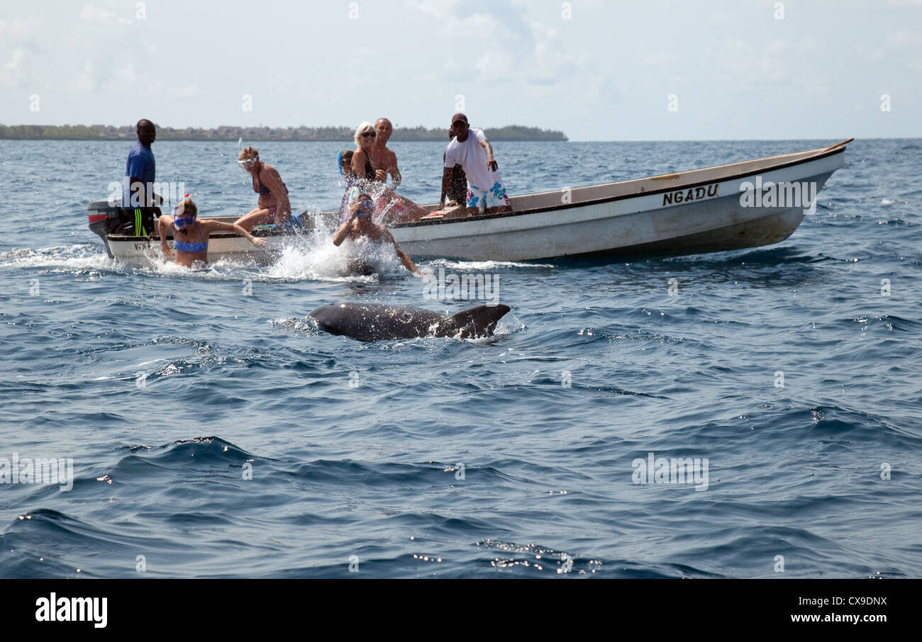 People watching and swimming with dolphins, Zanzibar Africa Stock Photo ...