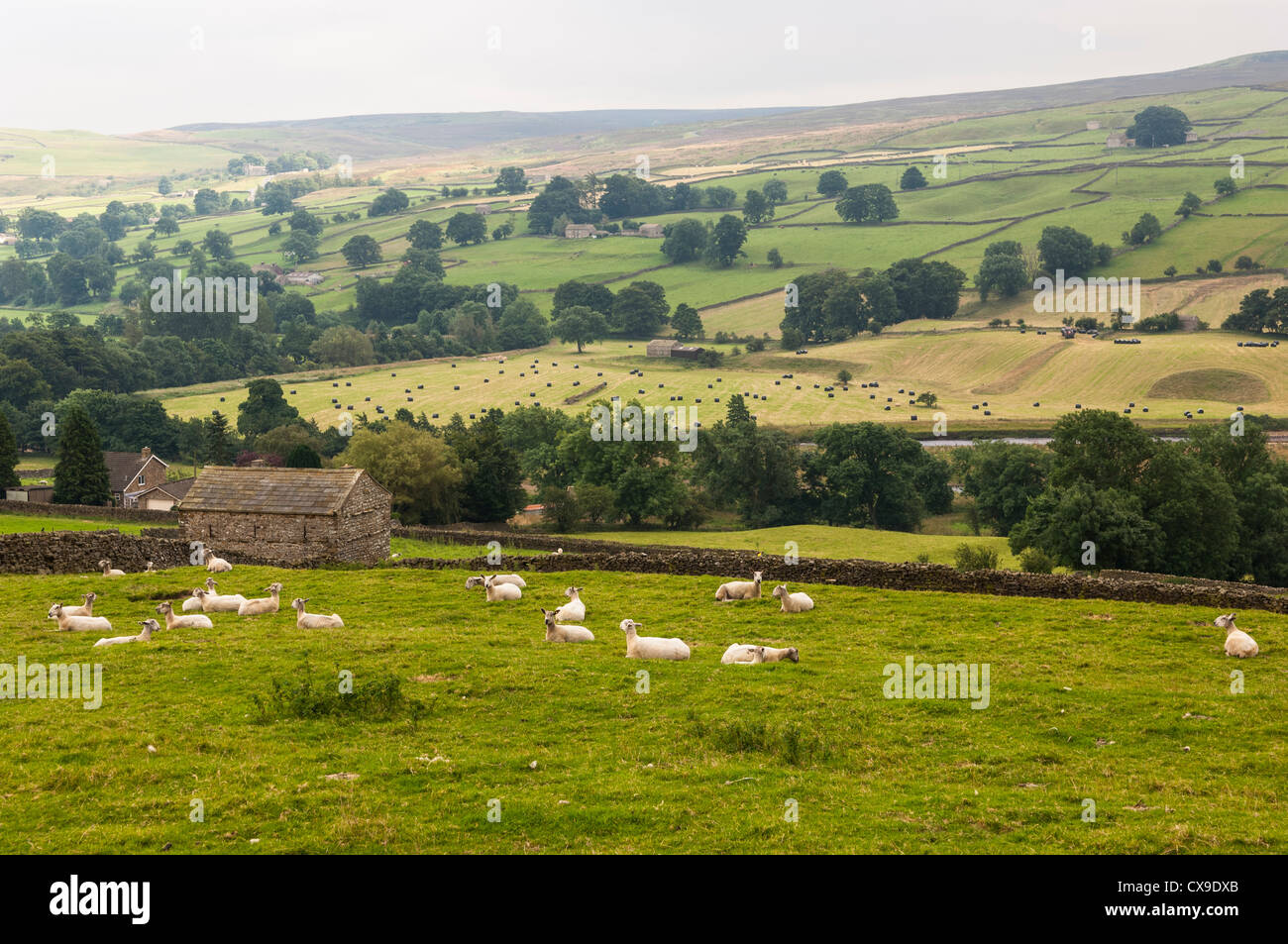 Swaledale sheep in farm field hi-res stock photography and images - Alamy