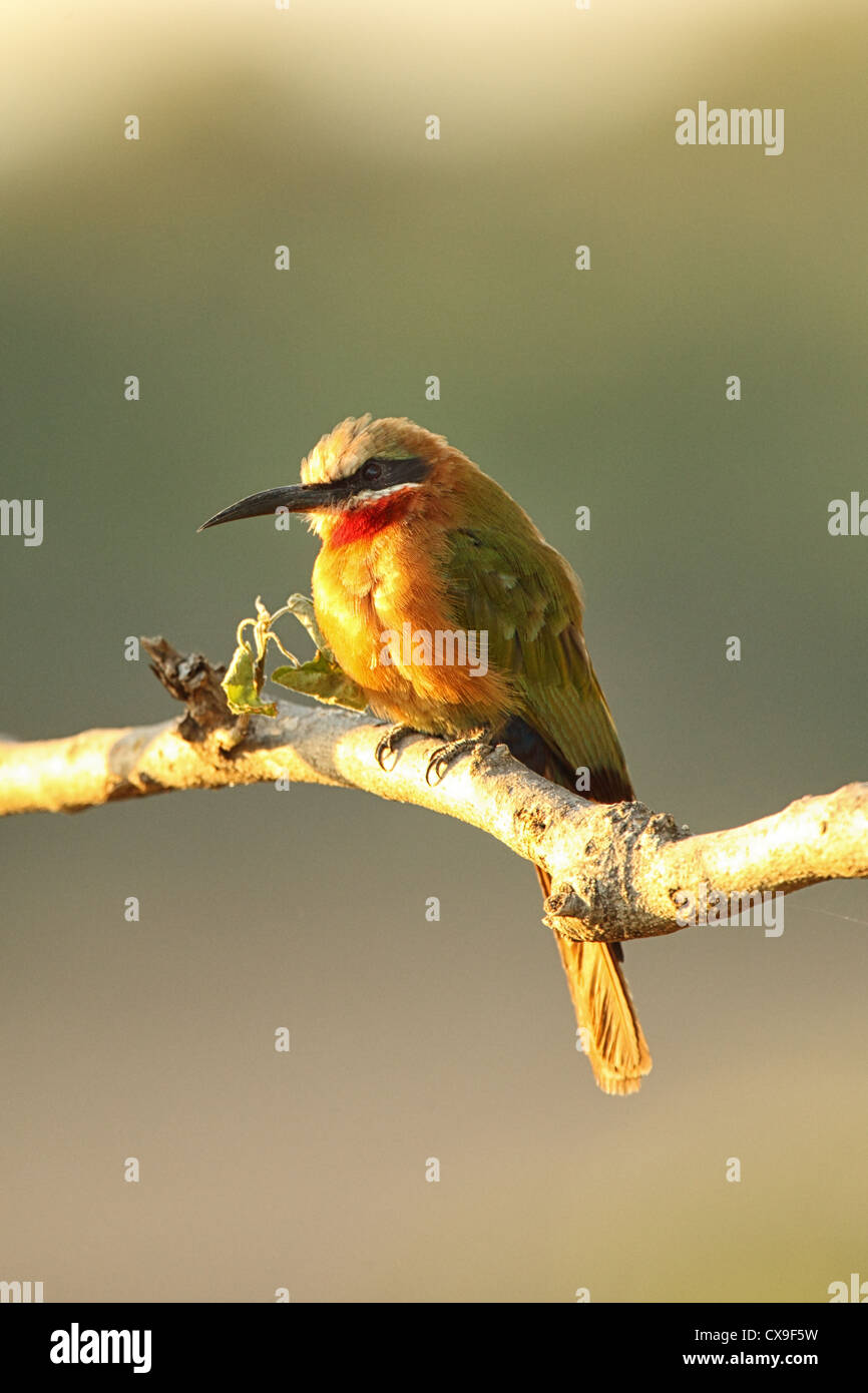 A bee catcher on the banks of the Letaba River, South Africa Stock ...