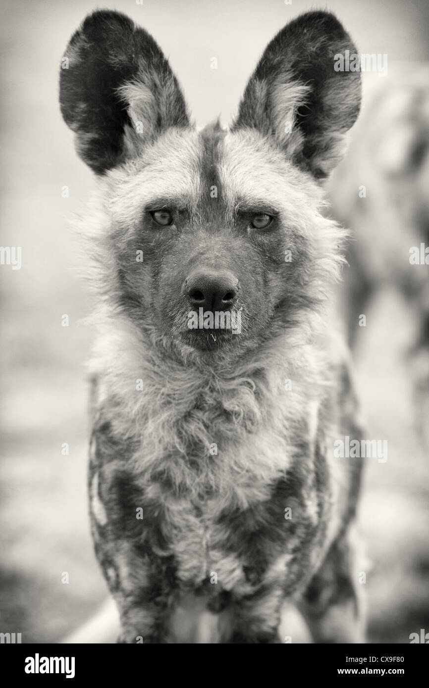 An African Wild Dog stares intently at the camera Stock Photo - Alamy
