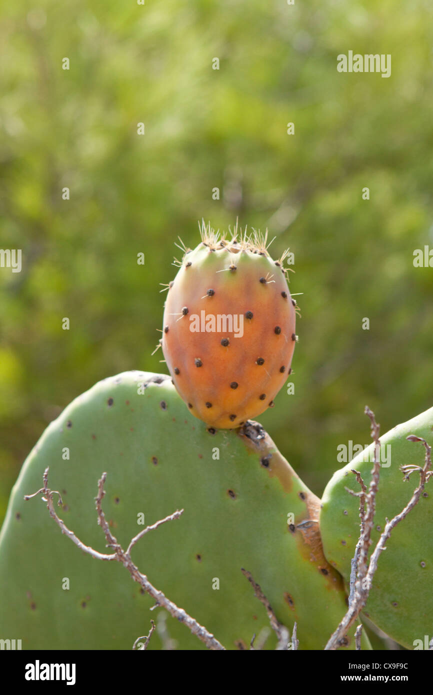 fresh tasty prickly pear on tree outside in summer mediterranean Stock ...