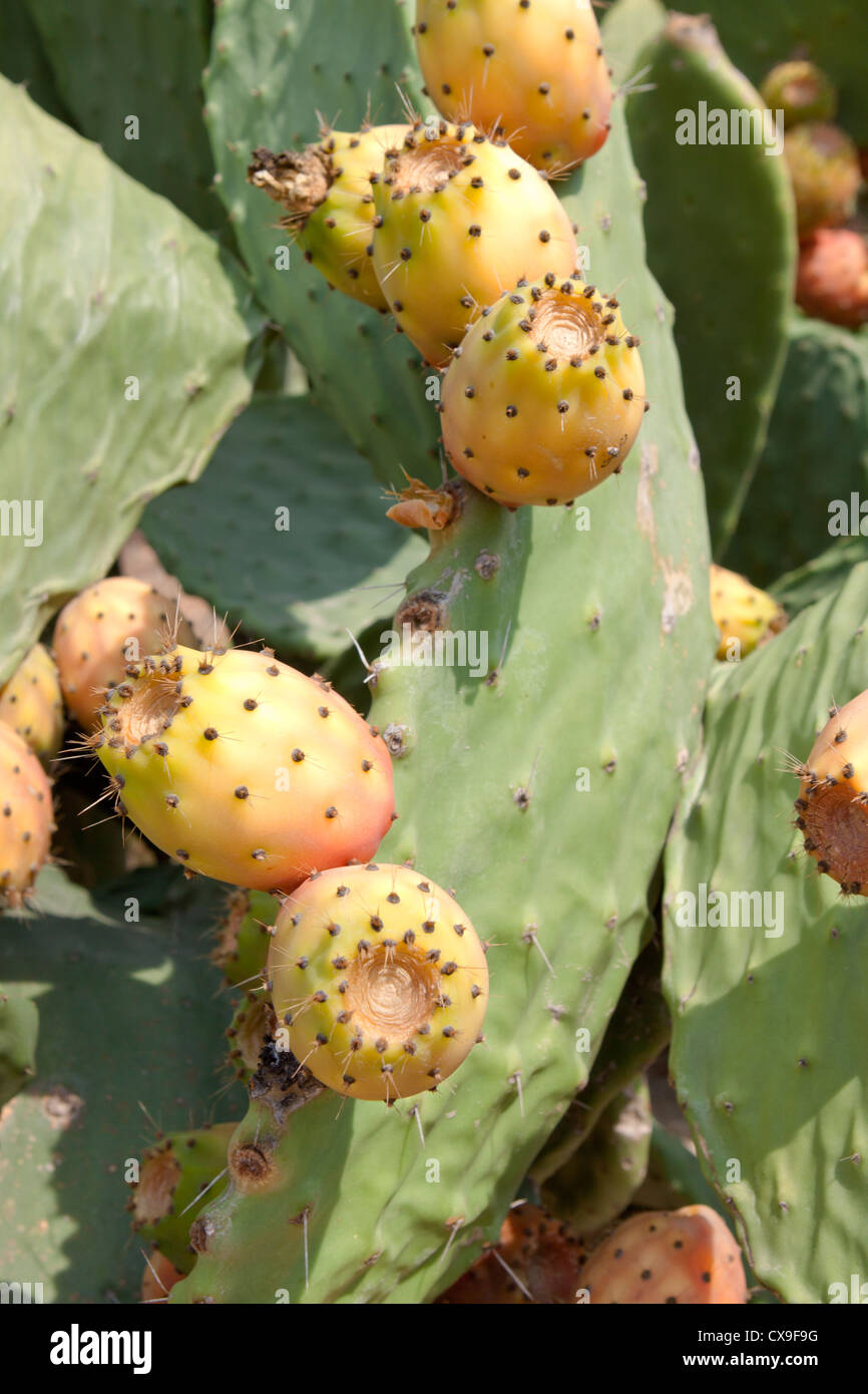 fresh tasty prickly pear on tree outside in summer mediterranean Stock ...