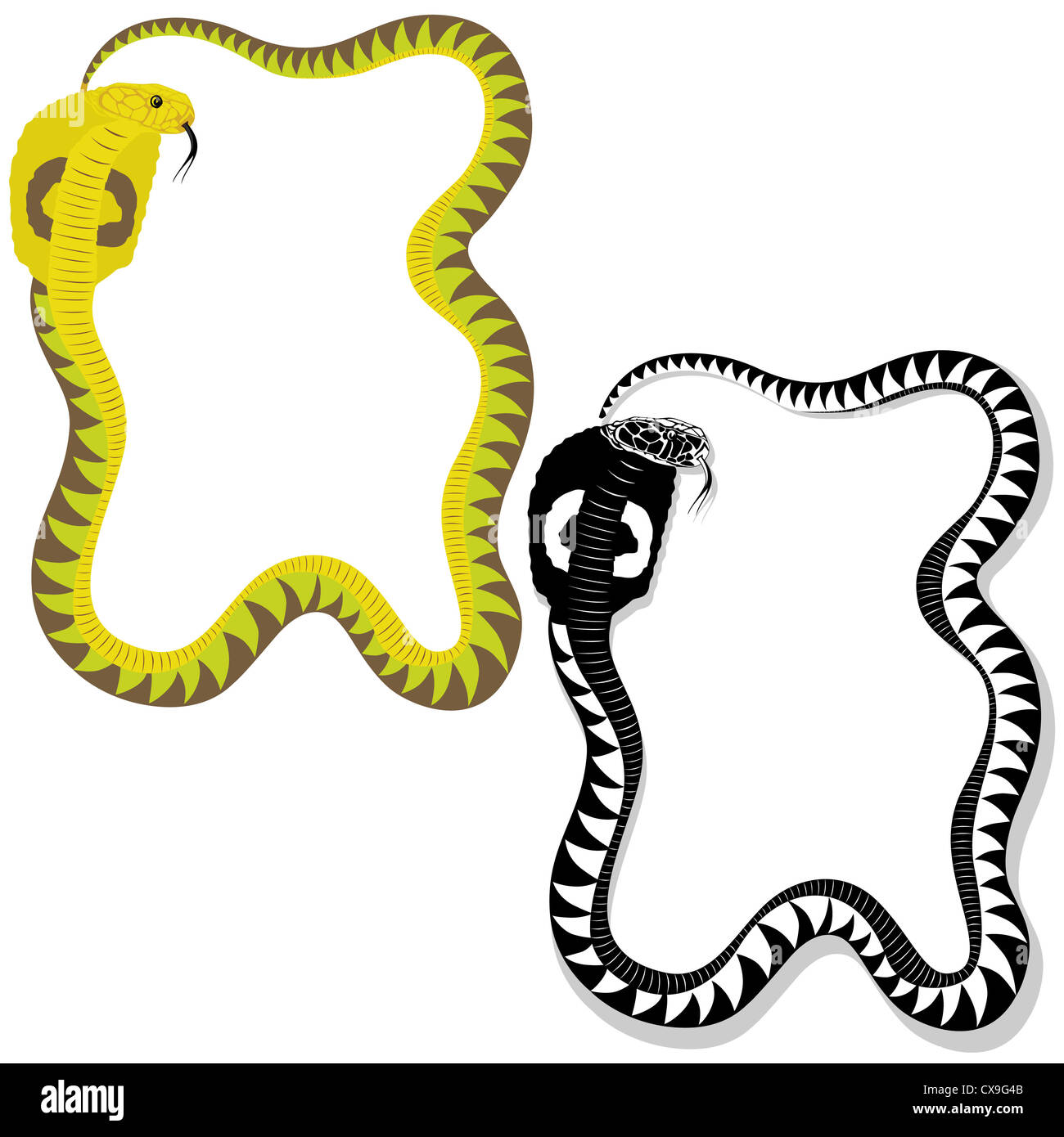 Venomous snake in color and monochrome versions. Illustration on white ...