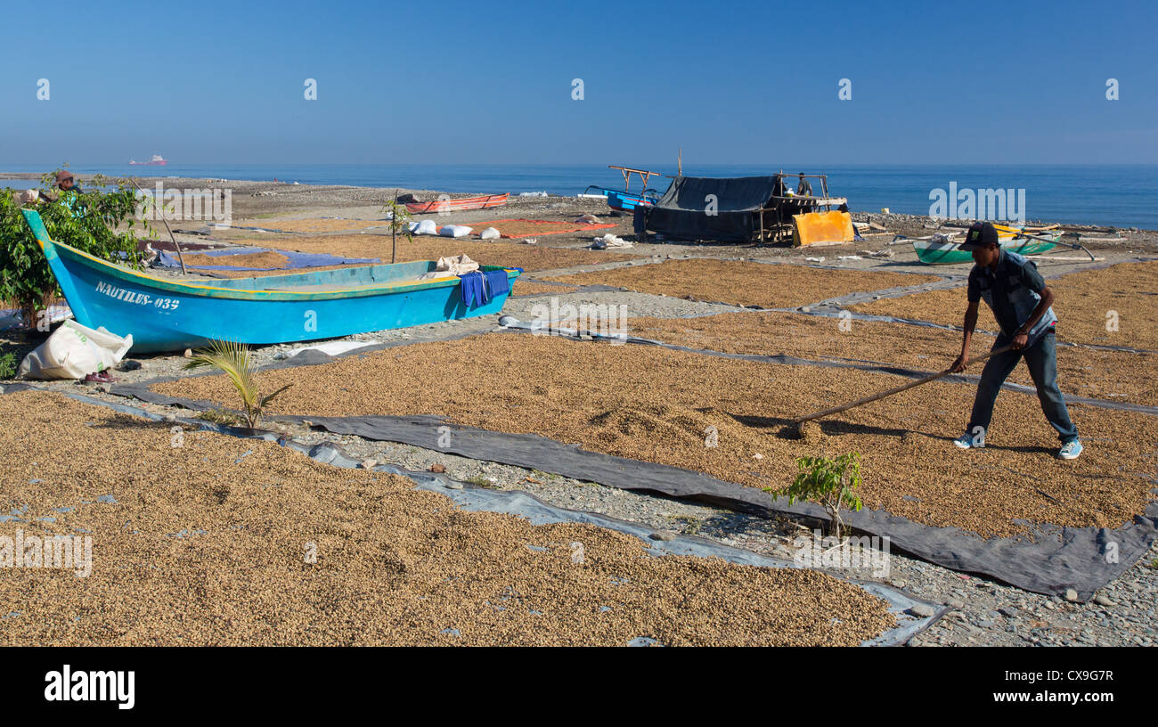 Man raking coffee beans on a beach, Dili, East Timor Stock Photo - Alamy