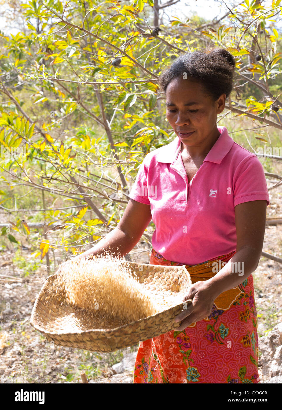 Woman sifting corn, Baucau, East Timor Stock Photo - Alamy