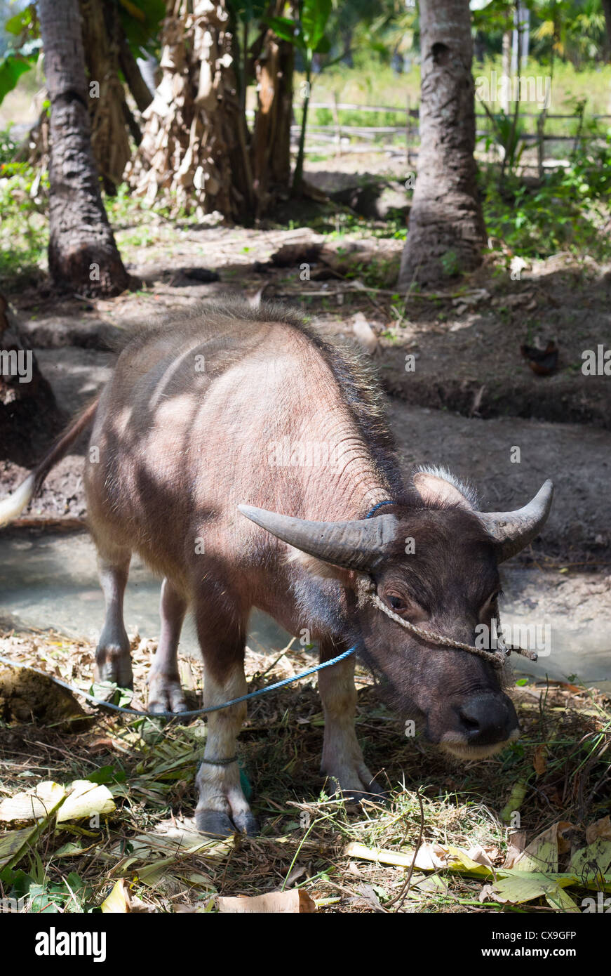 Domestic water buffalo hi-res stock photography and images - Alamy