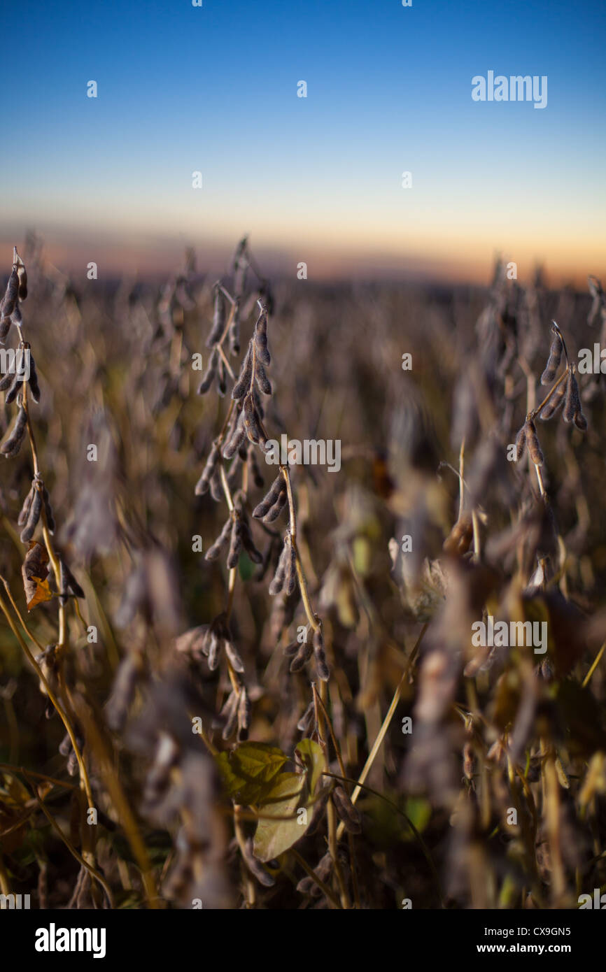 A field of soybeans ready for harvest Stock Photo - Alamy